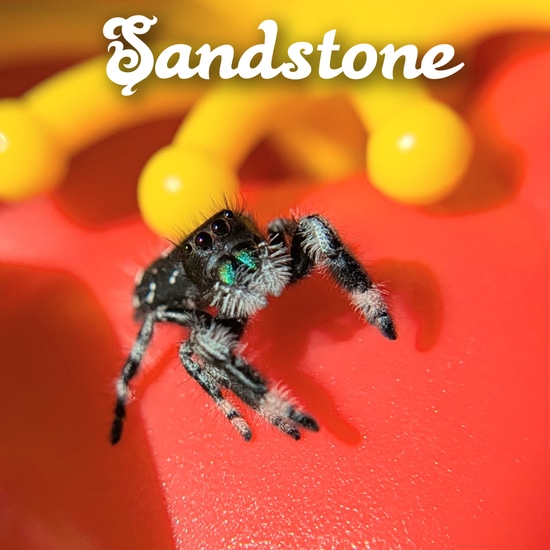 Phidippus Regius (Regal Jumping Spider) I7 by Bisbee Bugs