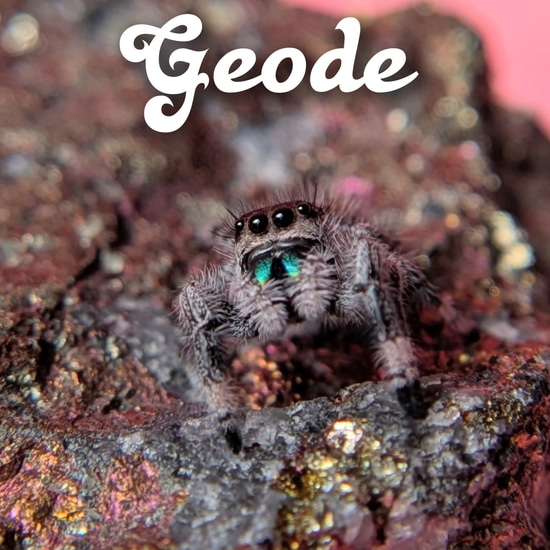 Phidippus Regius (Regal Jumping Spider) I6 by Bisbee Bugs