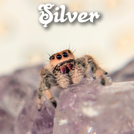 Phidippus Regius (Regal Jumping Spider) I6 by Bisbee Bugs