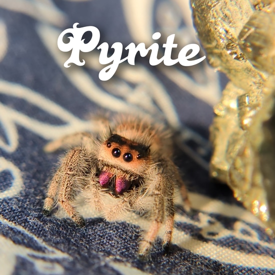 Phidippus Regius (Regal Jumping Spider) I8 by Bisbee Bugs