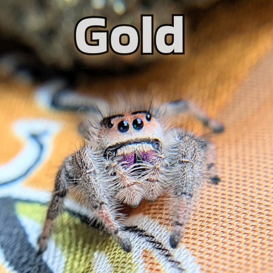 Adult Phidippus Regius (Regal Jumping Spider) by Bisbee Bugs