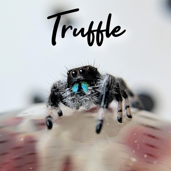 Phidippus Regius (Regal Jumping Spider) I6 by Bisbee Bugs