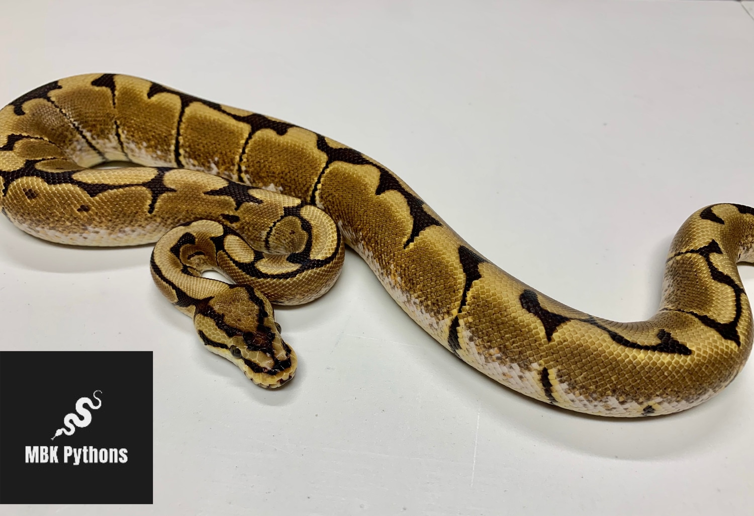 Spider Ball Python by MBK_pythons - MorphMarket