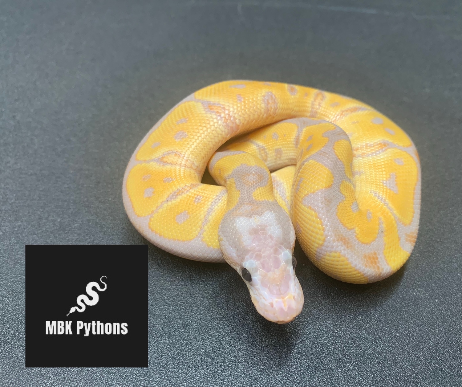Banana Clown Ball Python by MBK_pythons - MorphMarket
