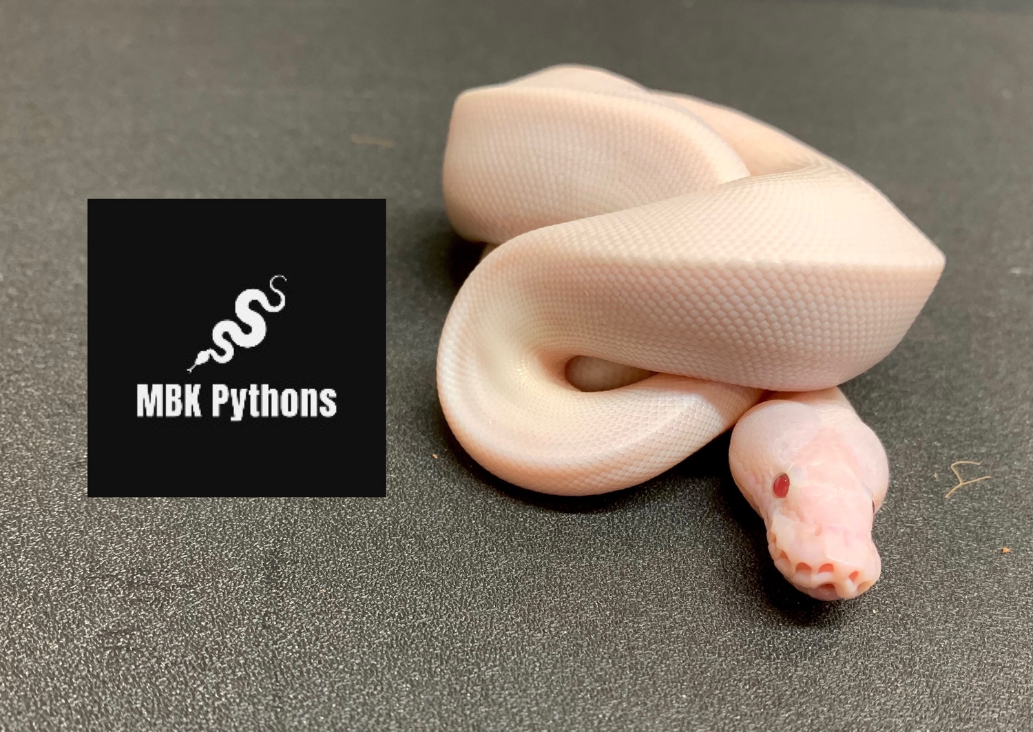 Pastel Mystic Potion Pied Ball Python by MBK_pythons - MorphMarket