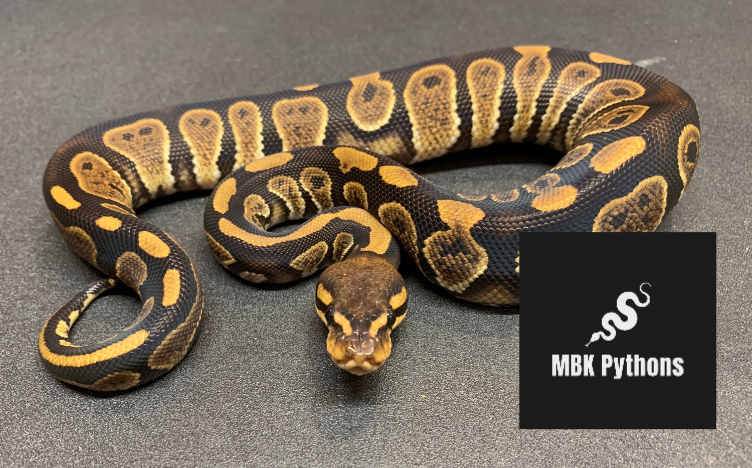 Chocolate Het Desert Ghost Ball Python by MBK_pythons - MorphMarket