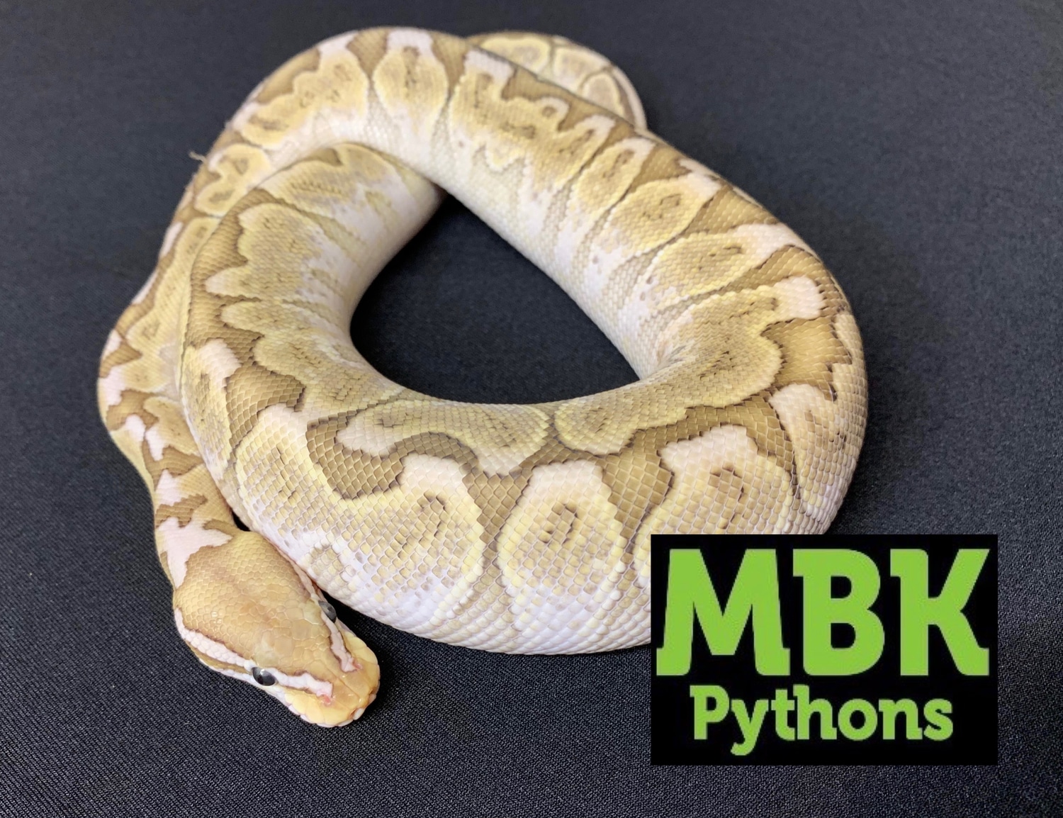 Pastel Bamboo 66% Het Clown Ball Python by MBK_pythons - MorphMarket