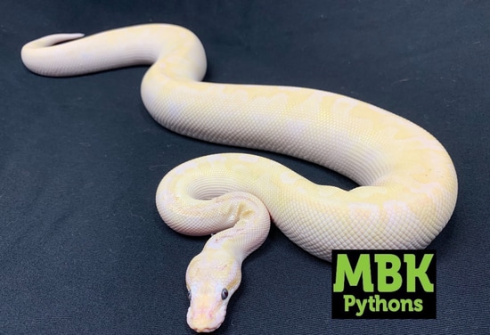 Bamboo Mystic Bel POS Super Pastel Ball Python by MBK_pythons