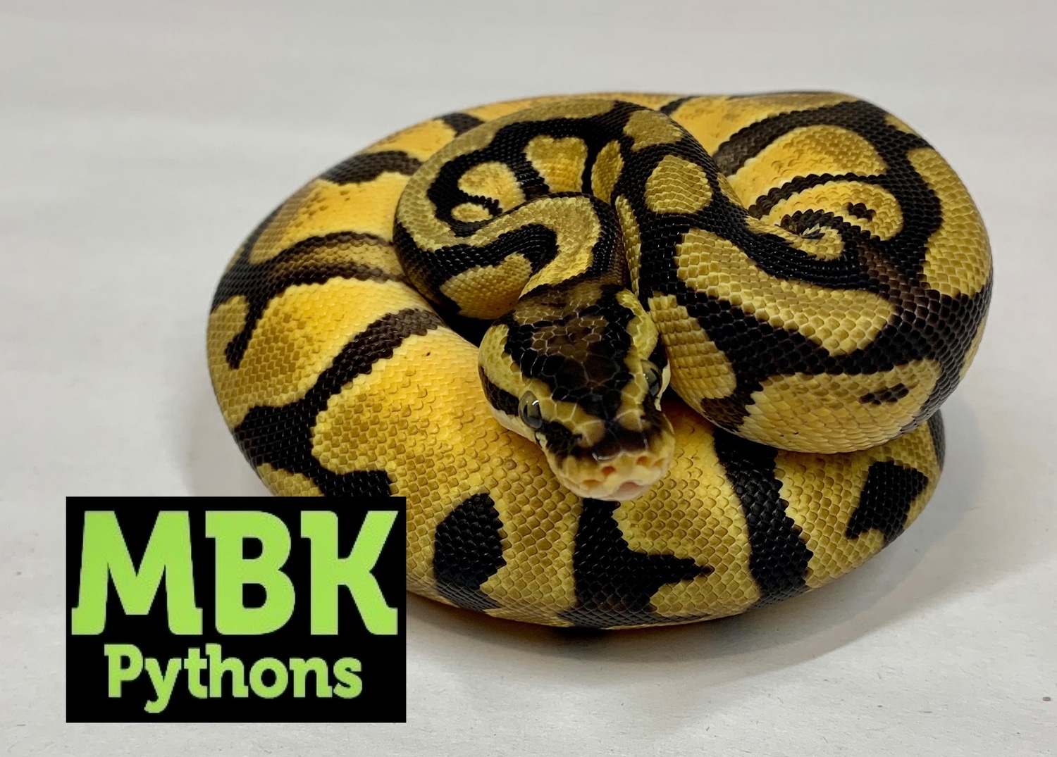 Pastel Enchi Het Clown Het Pied Ball Python by MBK_pythons - MorphMarket