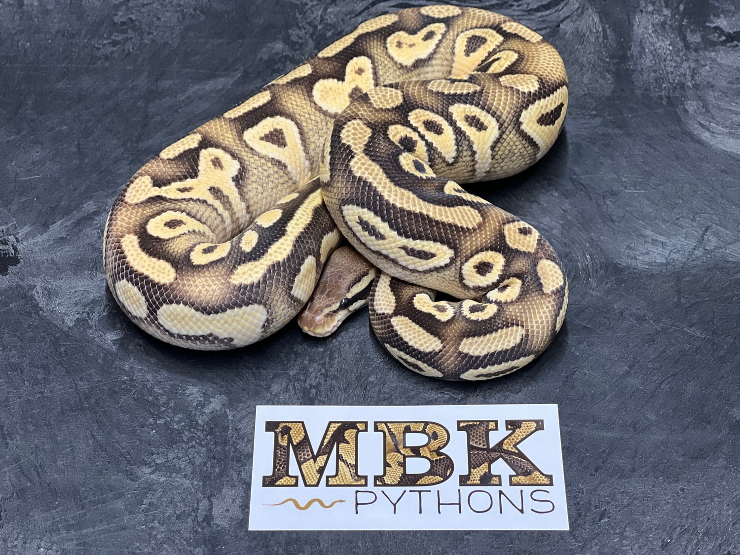 Pastel Black Head Yellow Belly Het Genetic Stripe Ball Python by MBK ...