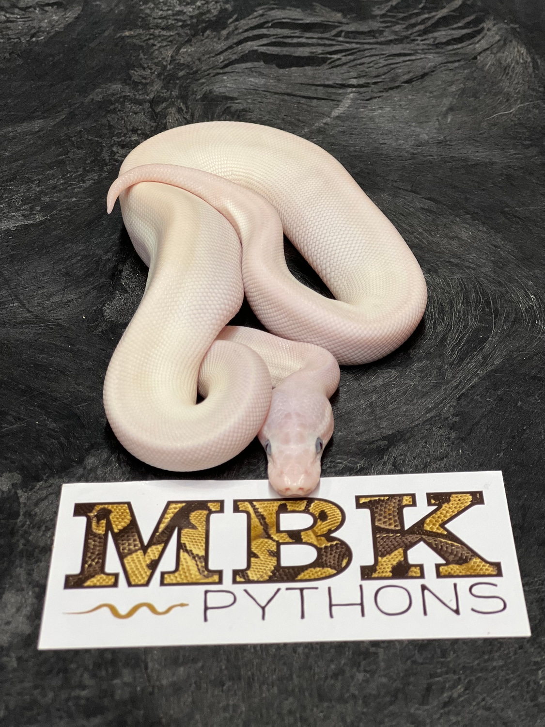 Super Mojave Blackhead Pastel BEL Ball Python by MBK_pythons - MorphMarket