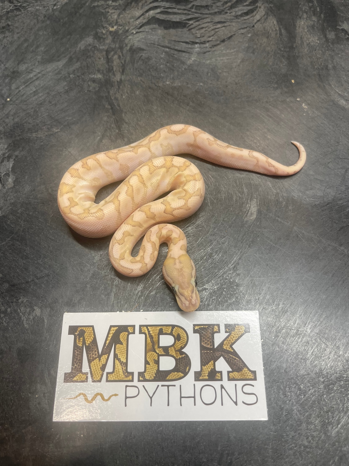 Bamboo Spotnose Hypo Pos Pastel 50% Het DG Ball Python by MBK_pythons ...