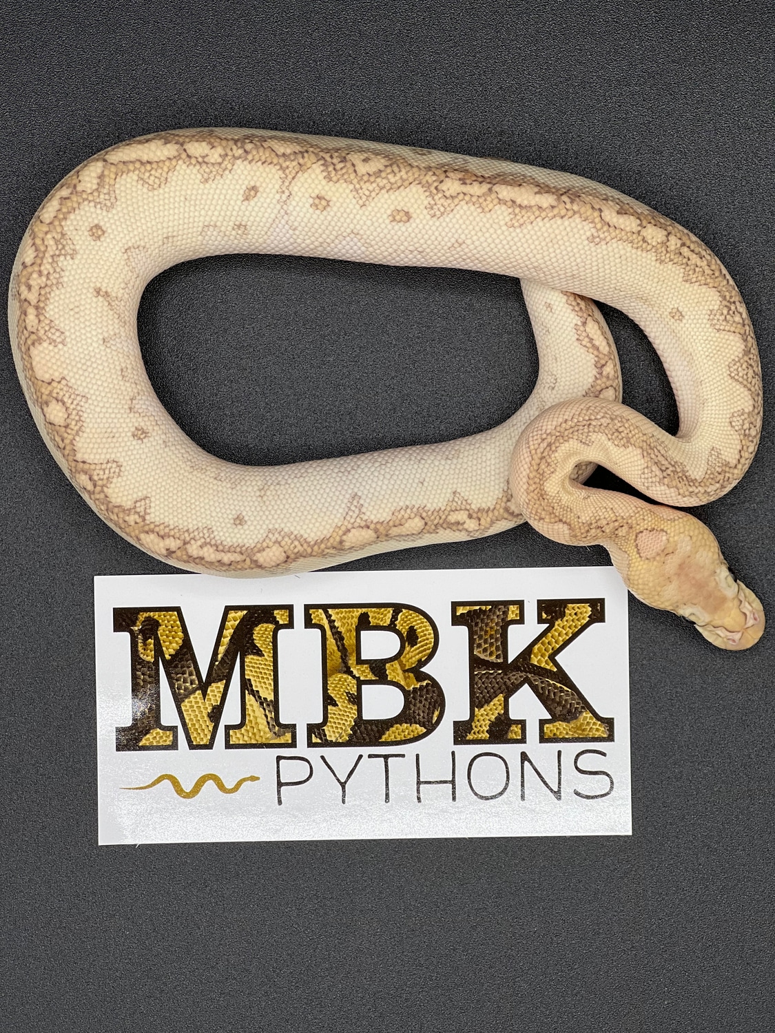 Bamboo Clown Ball Python by MBK_pythons - MorphMarket