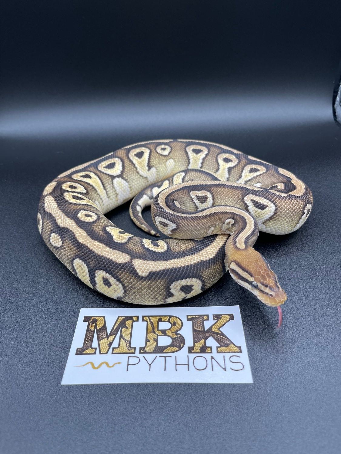 Pastave DH Clown/Pied Ball Python by MBK_pythons - MorphMarket