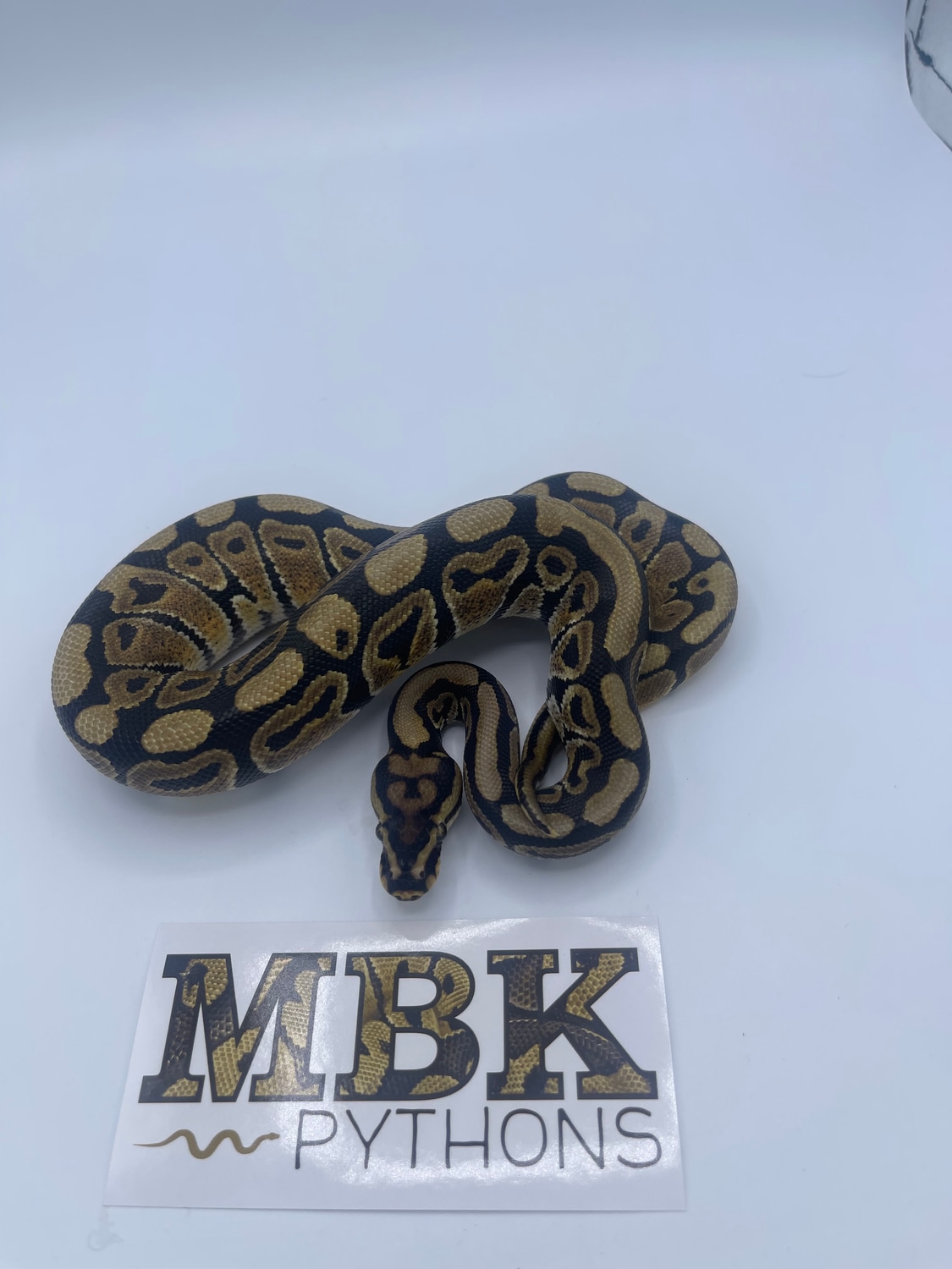 Spotnose 100% Het Hypo Pos Het DG Ball Python by MBK_pythons - MorphMarket