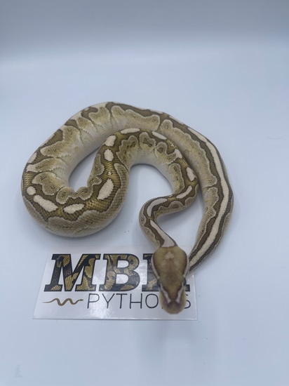 Bamboo Het Clown Ball Python by MBK_pythons
