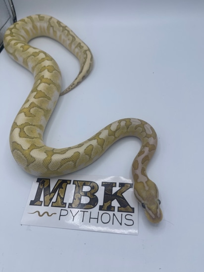 Bamboo Spotnose Hypo Pos Het Desert Ghost Ball Python by MBK_pythons