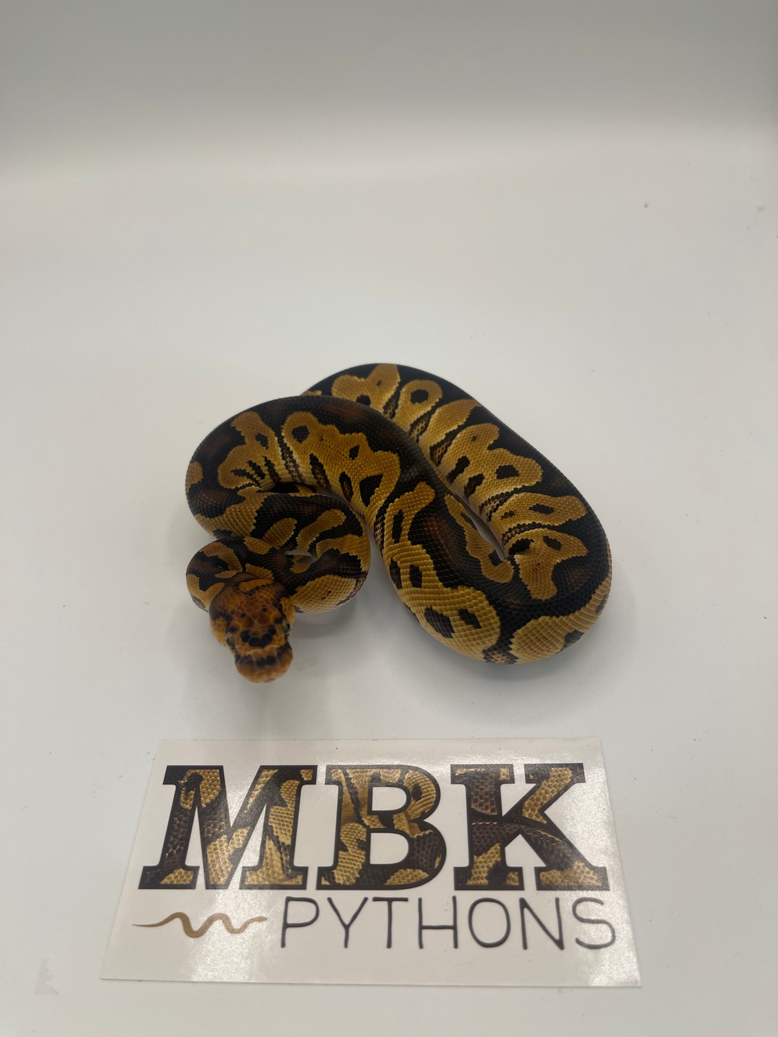 Clown Pos Het DG / Cyrptic Ball Python by MBK_pythons - MorphMarket