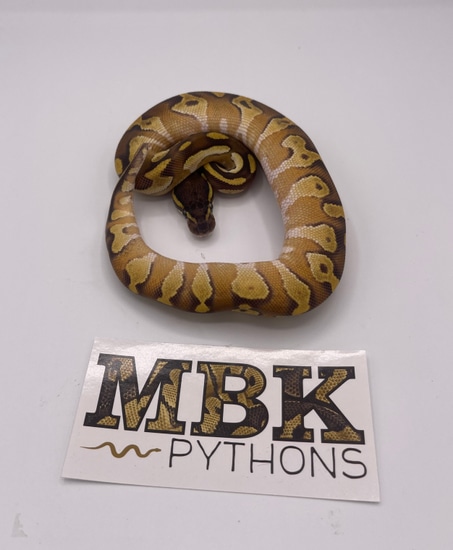 Enchi Black Head Mojave Het Lavender Ball Python by MBK_pythons