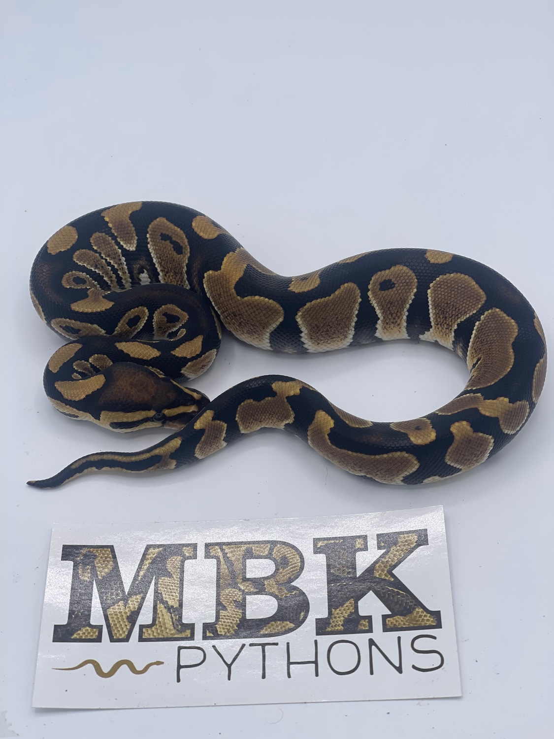 Chocolate Blade DH Clown/DG Ball Python by MBK_pythons - MorphMarket