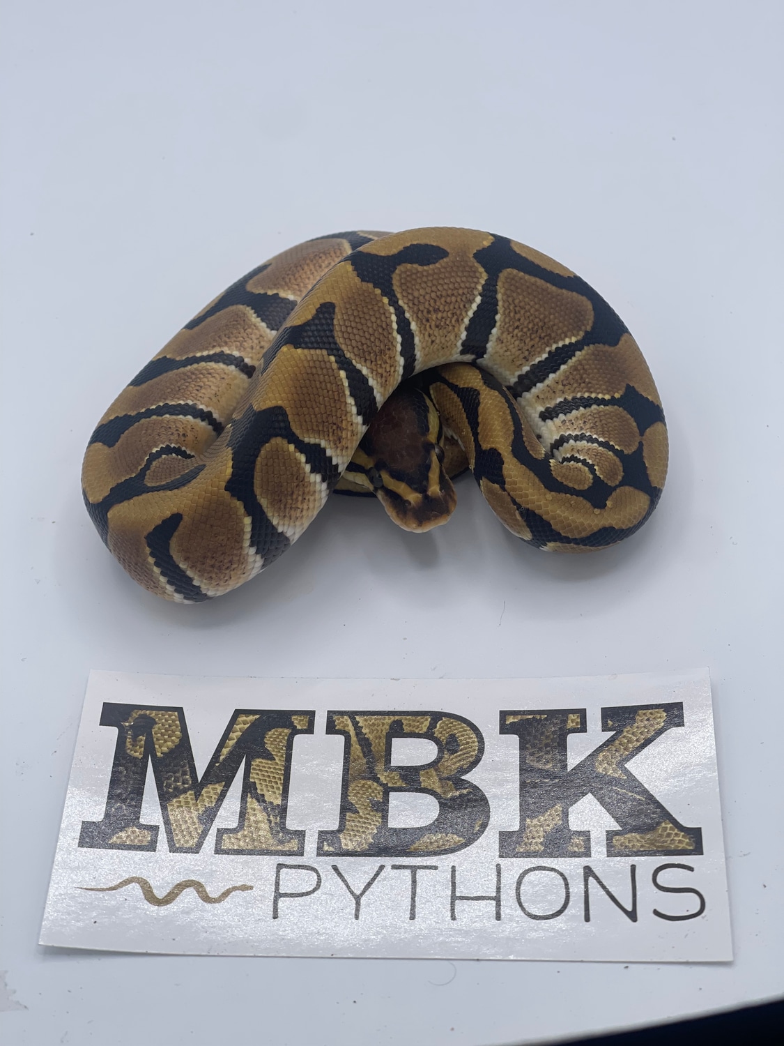 Blade DH Clown/DG Ball Python by MBK_pythons - MorphMarket