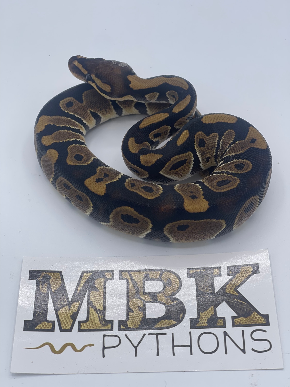 Chocolate DH Clown/DG Ball Python by MBK_pythons - MorphMarket