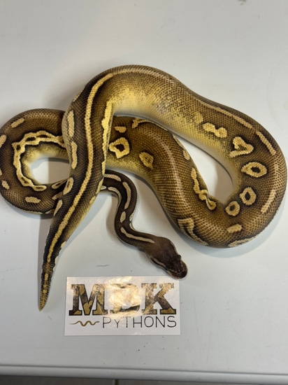Super Pastel Mojave Blackhead Yellowbelly Ball Python by MBK_pythons