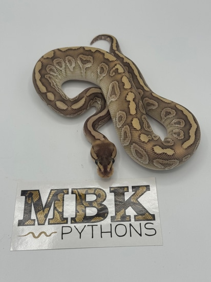 Special Mystic (Mystic Crystal)66% Het Ball Python by MBK_pythons