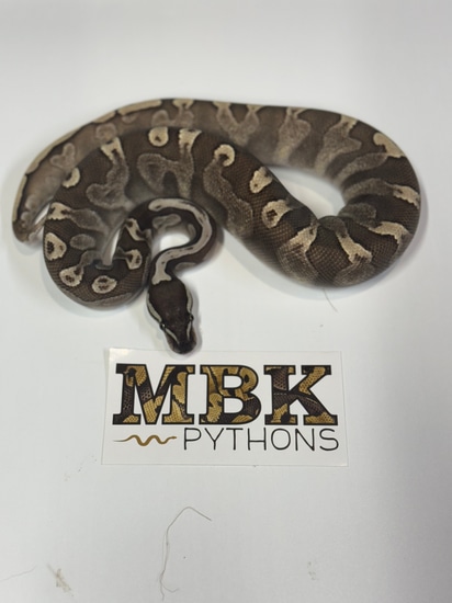 Super GHI Butter Ball Python by MBK_pythons
