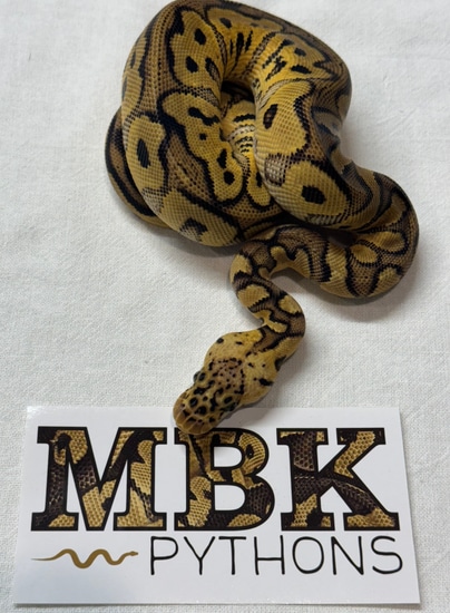 Pastel Clown Ball Python by MBK_pythons