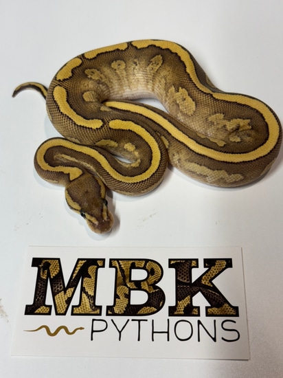 BH Redstripe Mojave Fire Het Lavender Ball Python by MBK_pythons