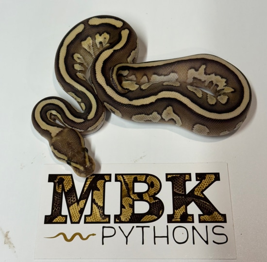 Butter Mahagony Het Clown Ball Python by MBK_pythons