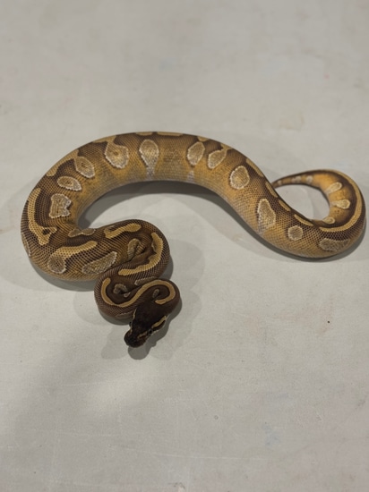 Enchi Blackhead Mojave Het Lavender Ball Python by MBK_pythons