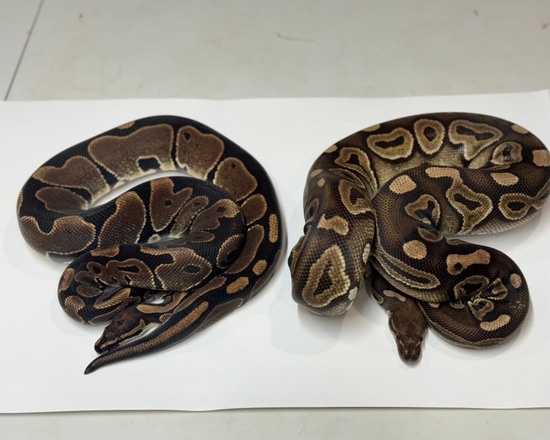 Normal Scaleless Head Het Albino & Black Pastel Scaleless Head Het ...