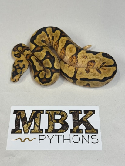 Enchi Spotnose Yellow Belly Clown Ball Python by MBK_pythons