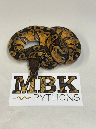 Enchi Hurricane 66% Het Clown Ball Python by MBK_pythons