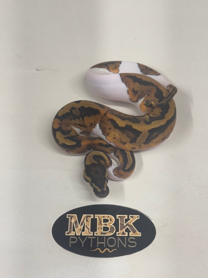 Pied Pos Het Clown Ball Python by MBK_pythons
