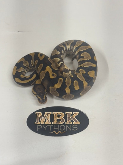 Raven YB Het Pied Pos Het Clown Ball Python by MBK_pythons
