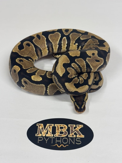 Asphalt Or YB Het Clown Ball Python by MBK_pythons