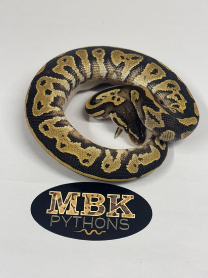 Black Head 66% Het Clown Ball Python by MBK_pythons