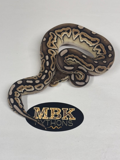Cinnamon Special 66% Het Clown Ball Python by MBK_pythons