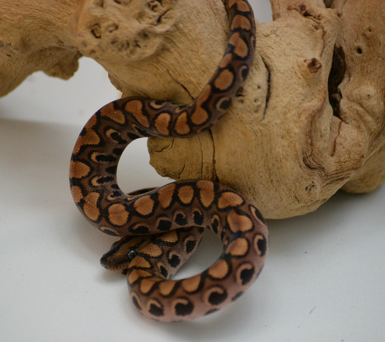 Beautiful Babies Available! Ready To Ship! Brazilian Rainbow Boa by ...