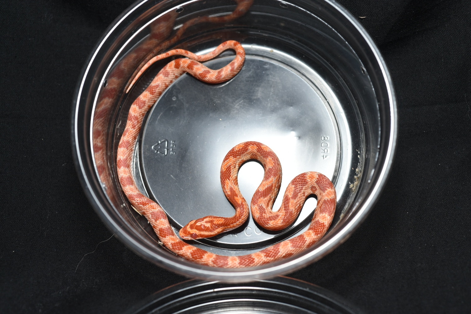 Sunglow Corn Snake by Bonanza's Marvelous Reptiles - MorphMarket