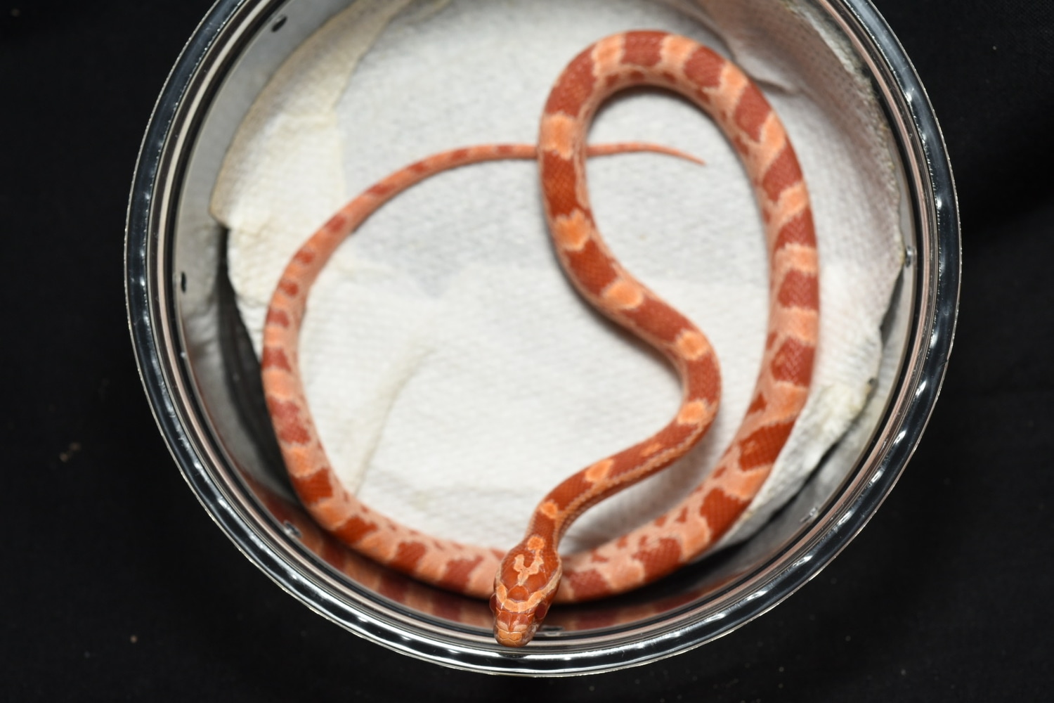 Buf Amel Corn Snake by Bonanza's Marvelous Reptiles - MorphMarket