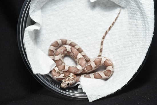 Silver Queen Corn Snake by Bonanza's Marvelous Reptiles