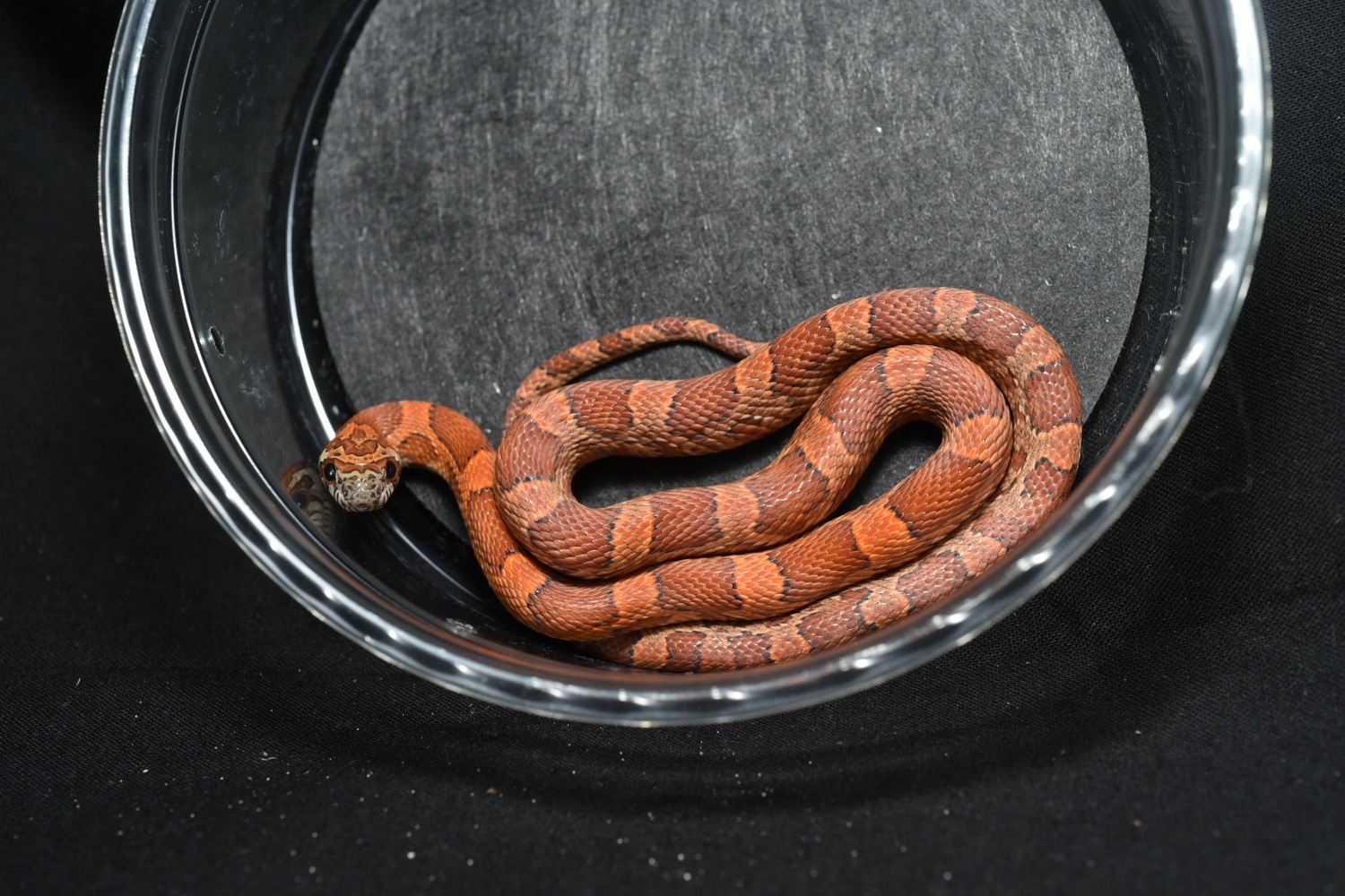 Strawberry Sunkissed Corn Snake by Bonanza's Marvelous Reptiles ...