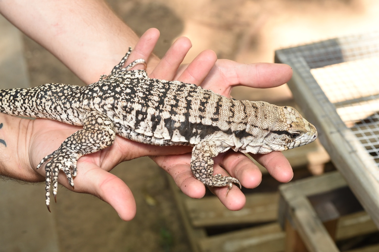 Purple Tegu by Bonanza's Marvelous Reptiles - MorphMarket