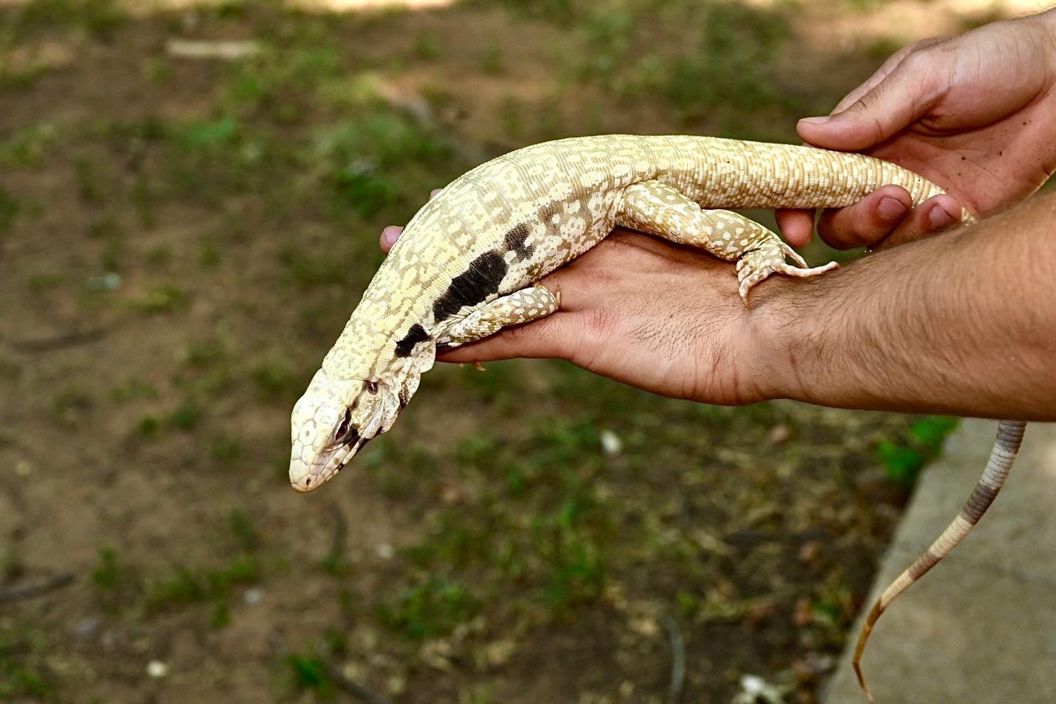 Blue Ice Tegu Salvator Tegu by Bonanza's Marvelous Reptiles - MorphMarket