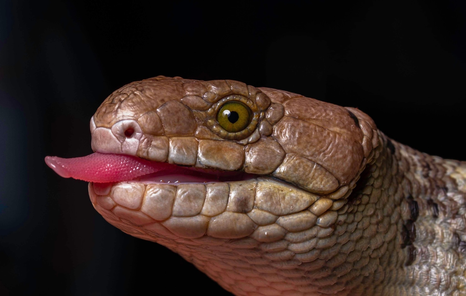 Bonded Pair Of Monkey-tailed Skink by Bonanza's Marvelous Reptiles ...