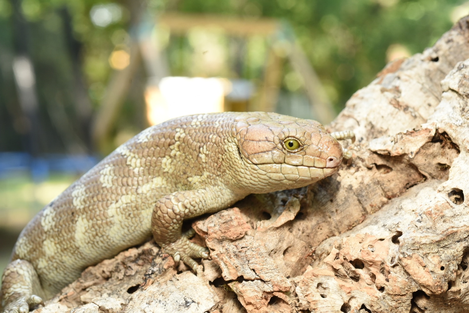 Bonded Pair Of Monkey-tailed Skink by Bonanza's Marvelous Reptiles ...